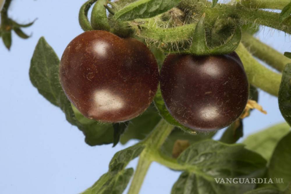 USDA da luz verde al primer tomate morado modificado genéticamente