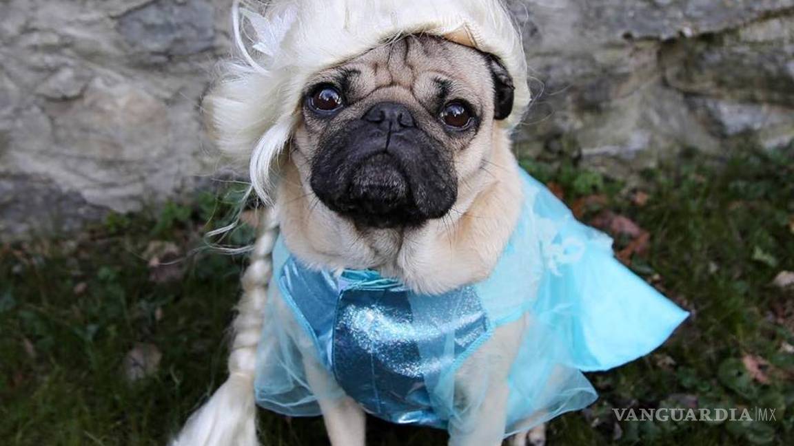 Doug The Pug, el perro estrella de redes sociales