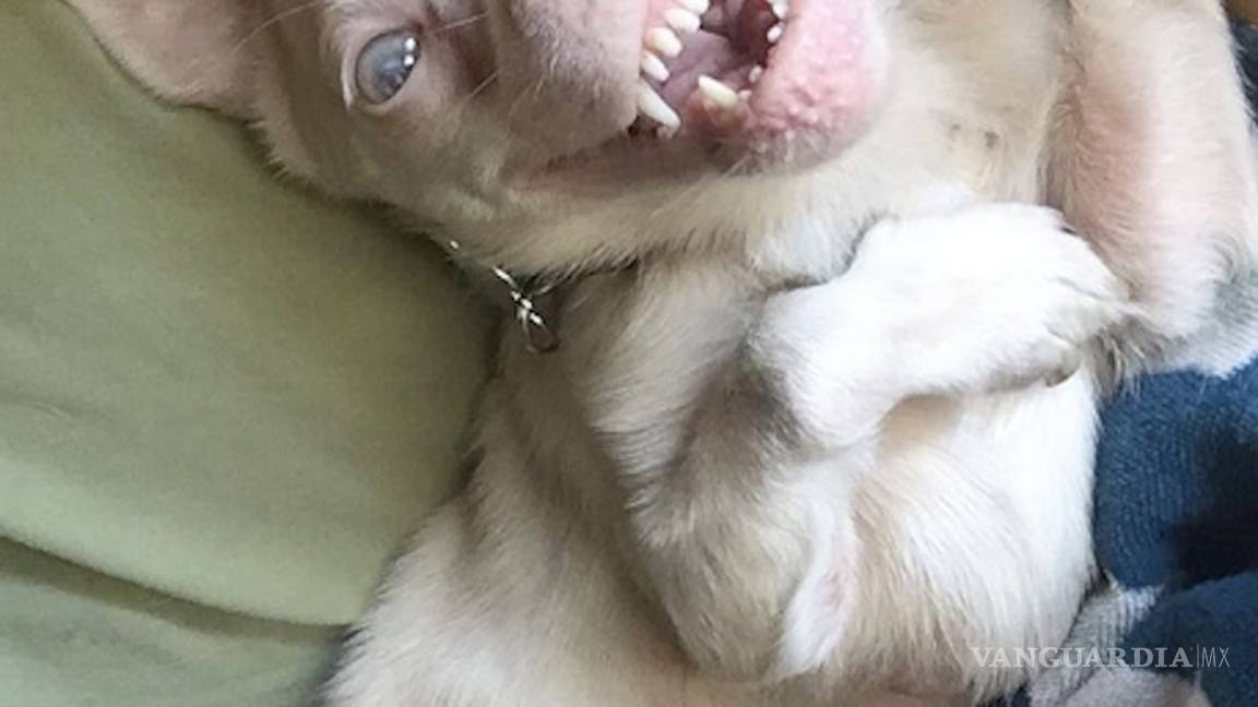 Tucker, el ‘perro murciélago’ que triunfa en la red social Instagram