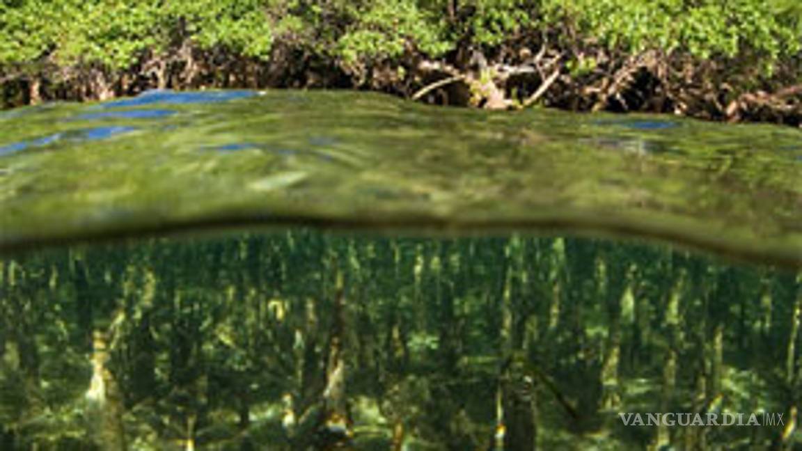 Una de cada seis especies de manglar está en riesgo de extinción: nuevo ...