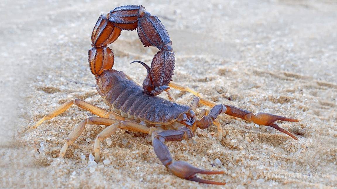 ¿Cómo saber si un alacrán es venenoso o inofensivo?... Así puedes ...