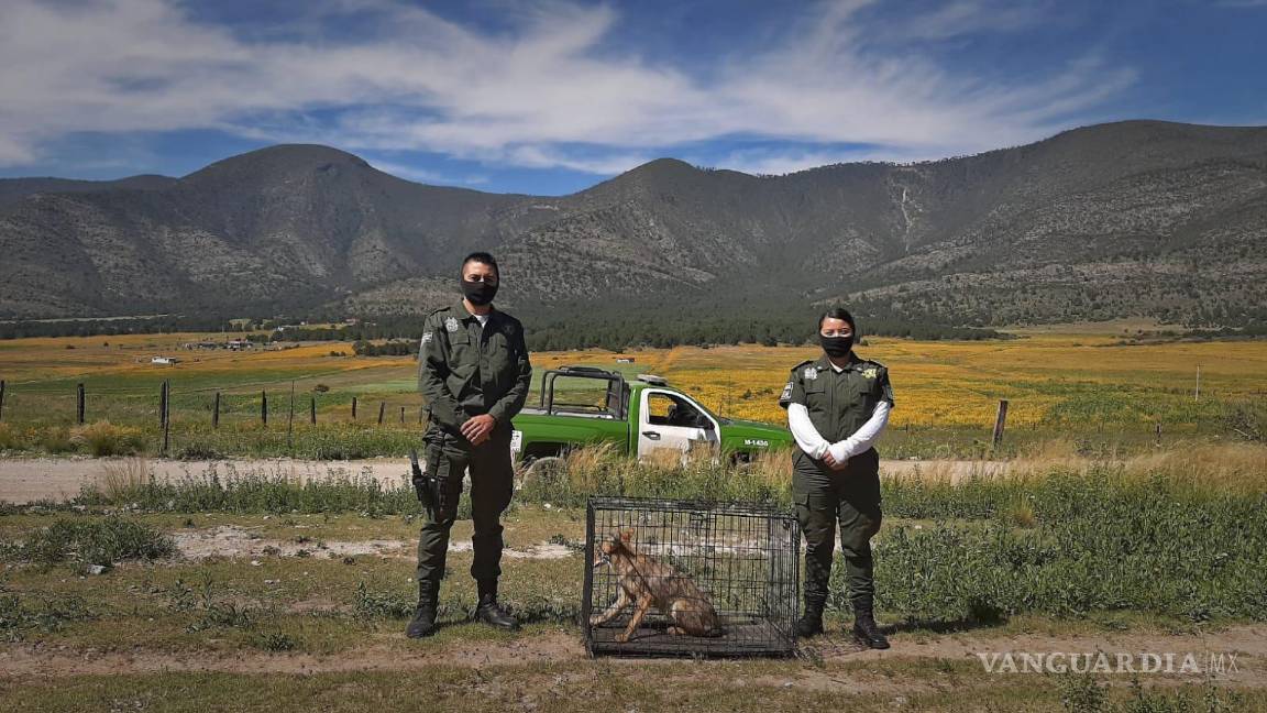 Dos semanas cazando en los callejones de Saltillo al ‘perro güero ...