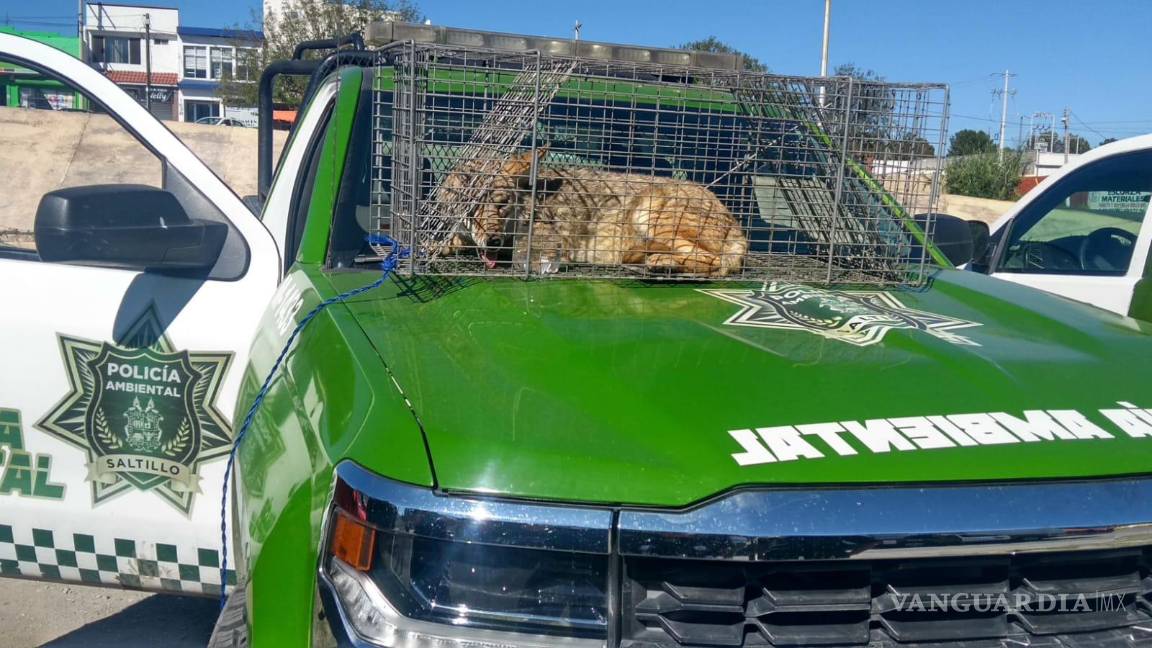 Dos semanas cazando en los callejones de Saltillo al ‘perro güero ...