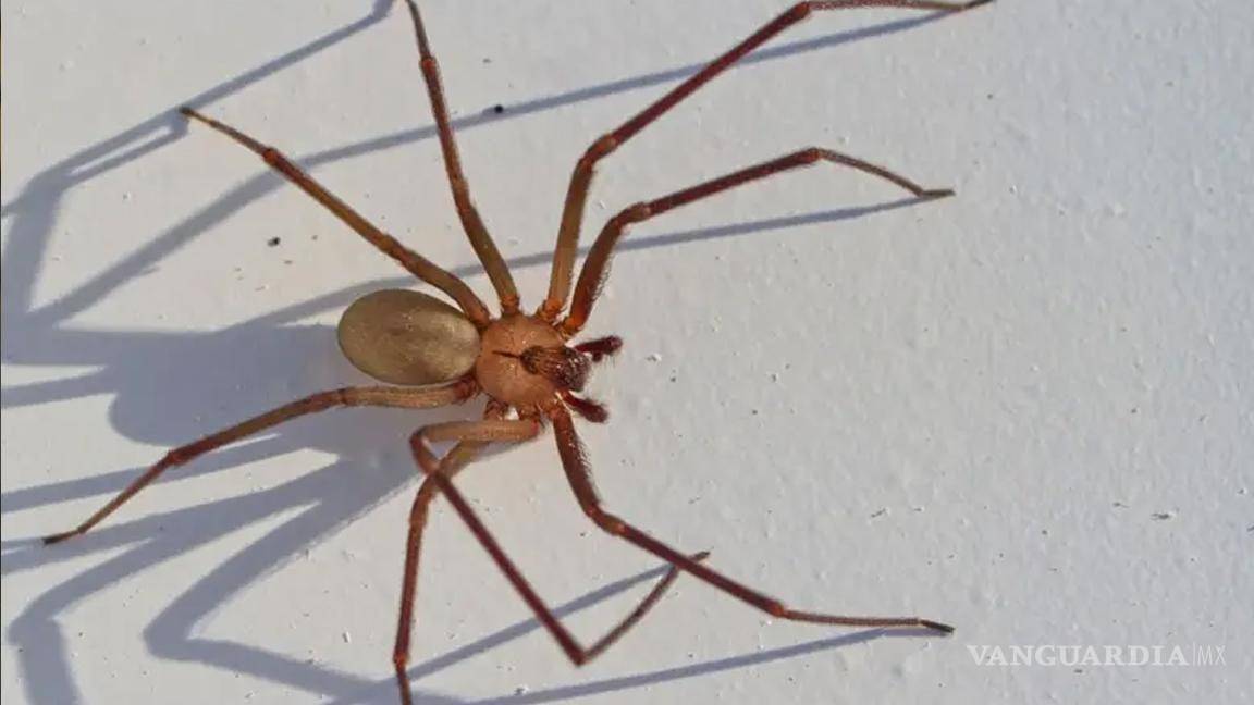 Araña Violinista... ¿cómo actuar si te pica y que tan peligroso es?