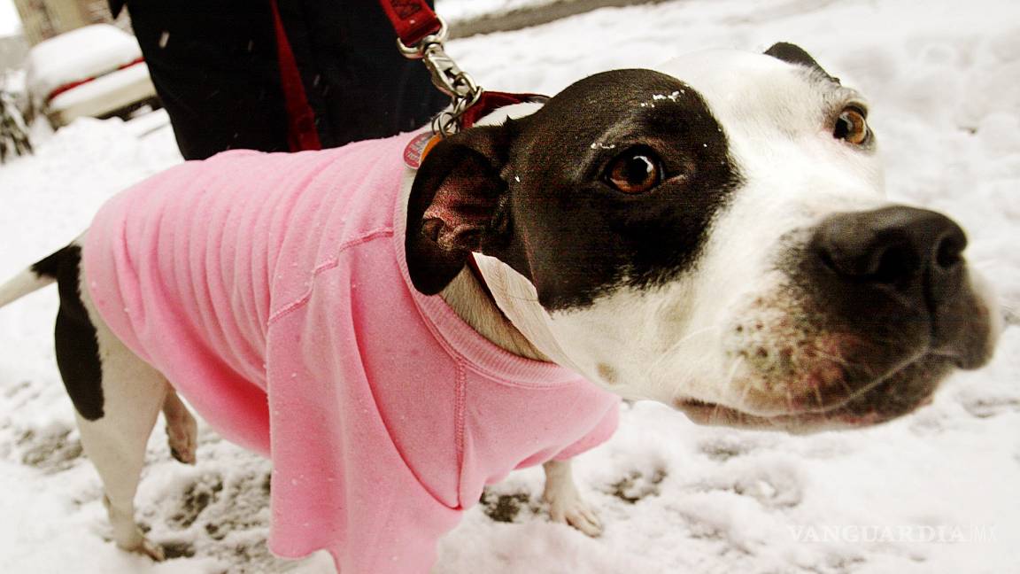 ¿Cómo abrigar a tus mascotas este invierno?