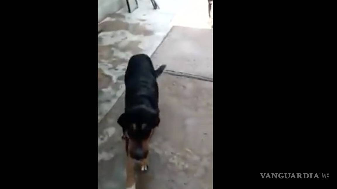 Lorenzo, el perro que llora cuando lo llaman Peña Nieto