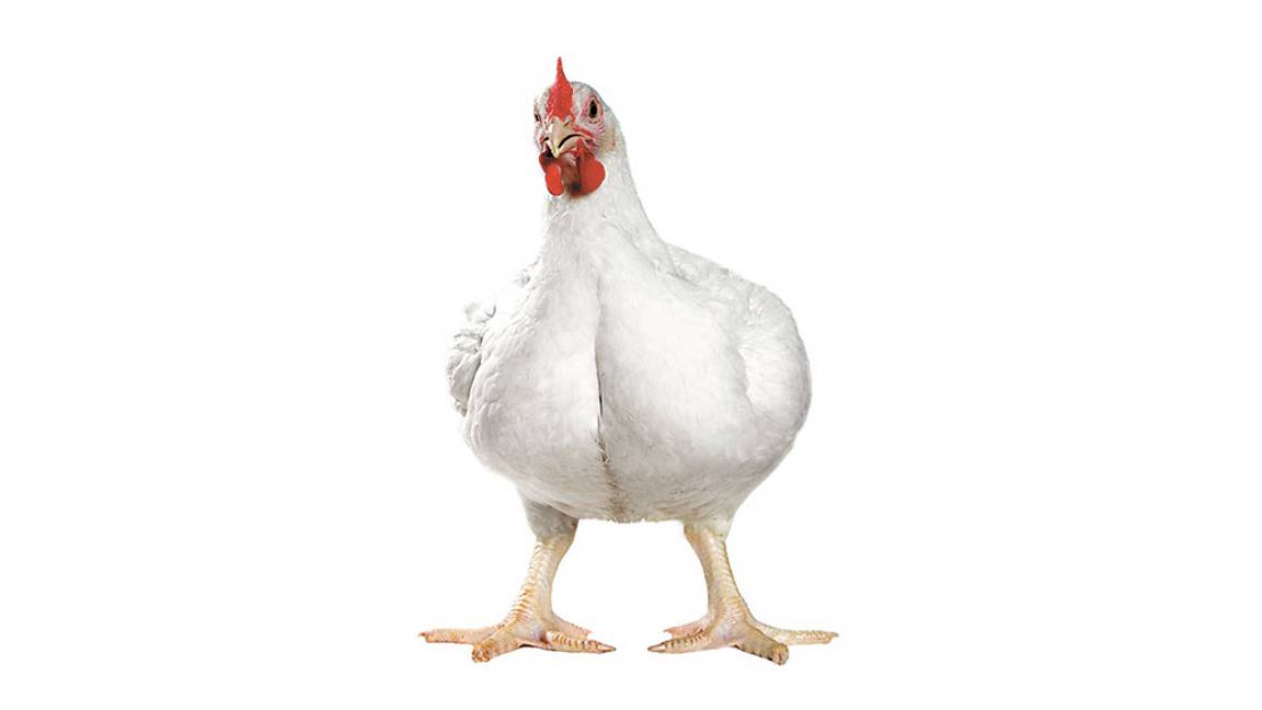 Whole Foods le apuesta a pollos criados ‘a la antigua’