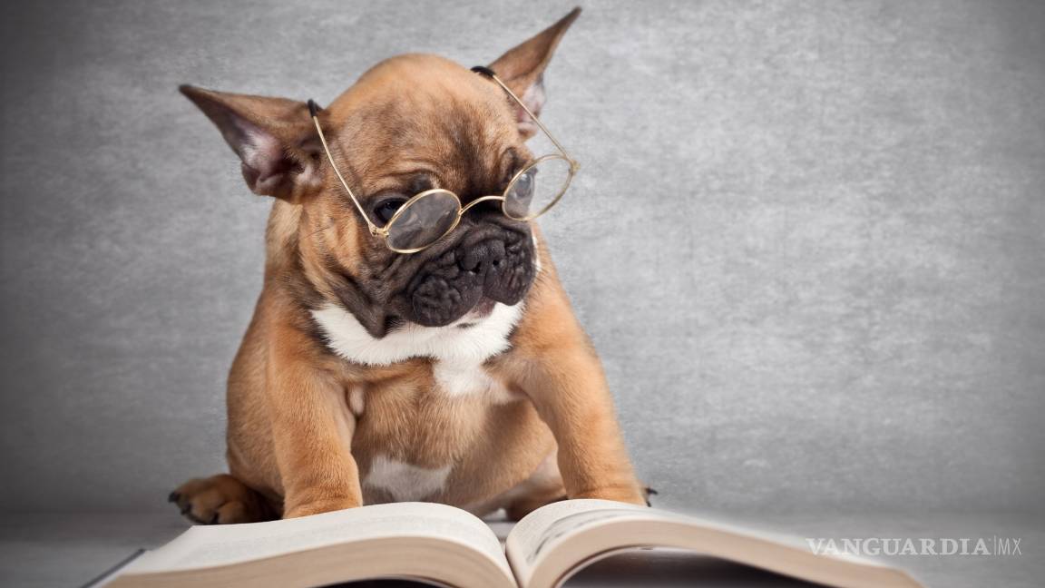 Los perros son más listos de lo que creíamos