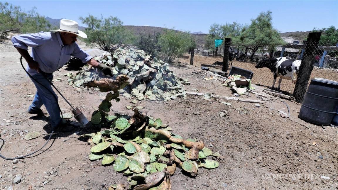 Coahuila: pierden becerros y usan agua azufrosa por sequía