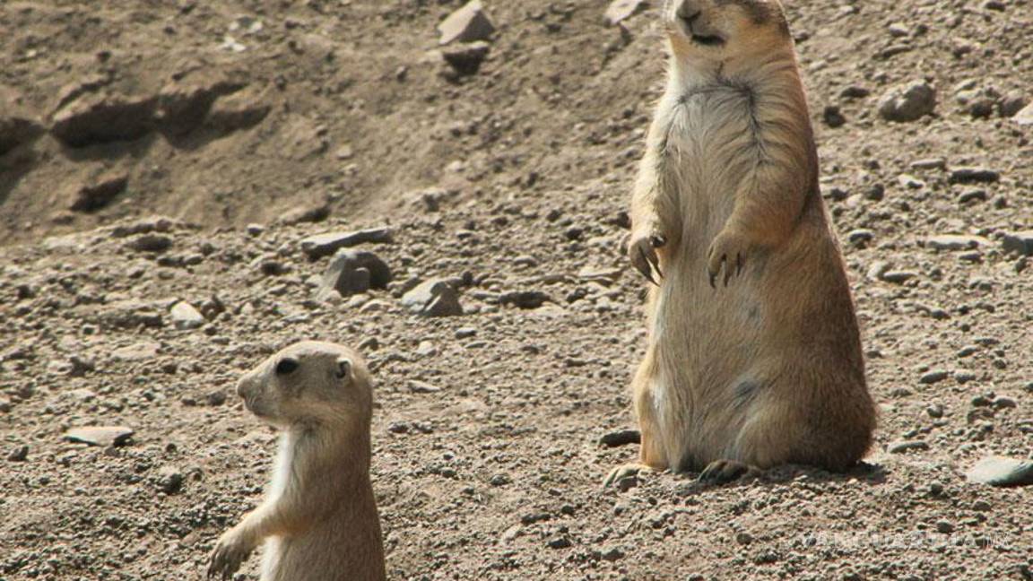 Nacen 12 perritos de la pradera en Museo del Desierto