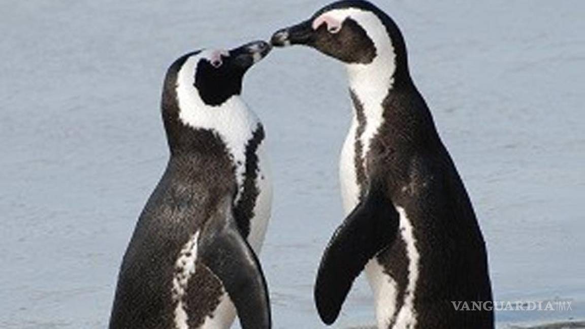 Zoológico alberga pareja de "pingüinas" lesbianas