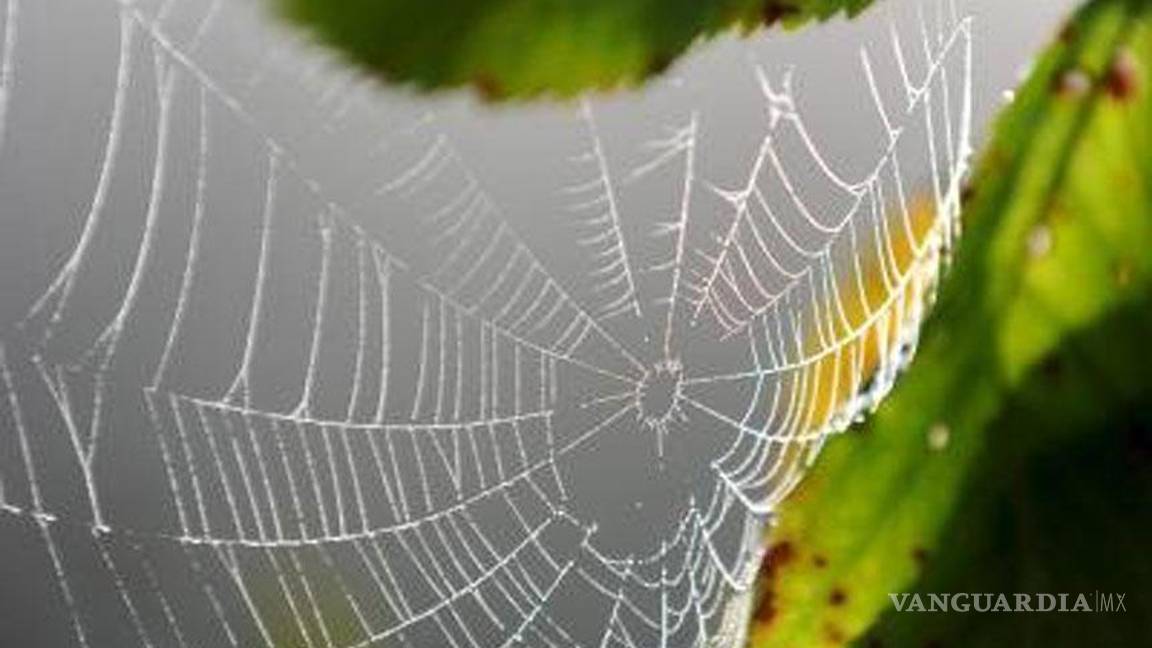 Seda de araña, futuro de la medicina regenerativa