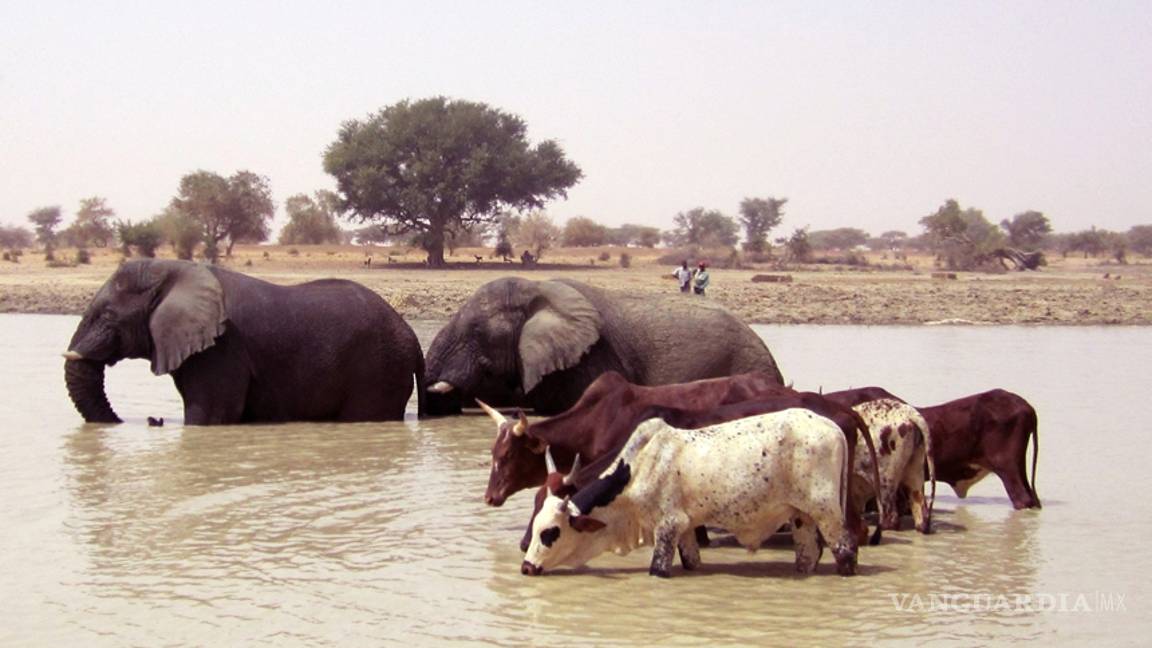 Elefantes ayudan a compañero que cayó durante acto circense