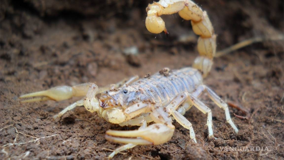UNAM descubre anticuerpos en veneno de alacranes mexicanos