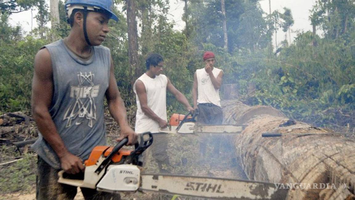 Se pierden 500 hectáreas de selva diarias por tala