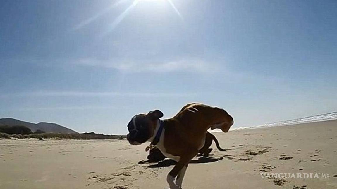 Un simpático perro de dos patas conquista la web