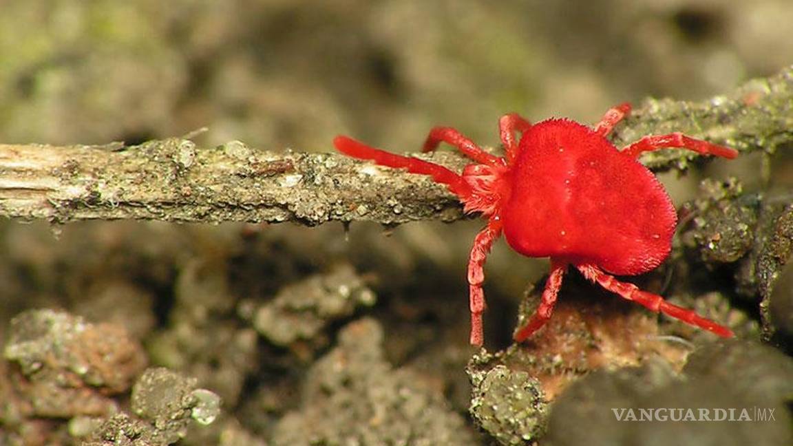 Descubren al animal más rápido del mundo: un ácaro