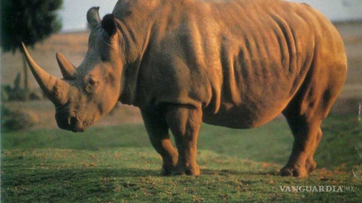 Hallazgo de huellas del rinoceronte de Sumatra en región donde se creía ...