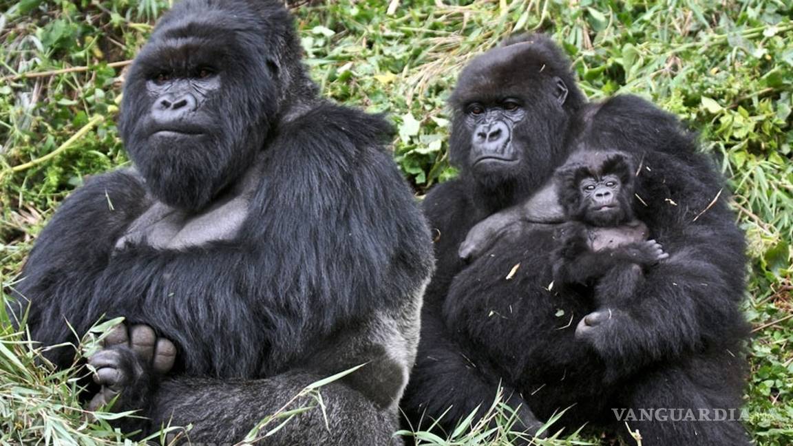 Endogamia de los gorilas les suprime genes perjudiciales para su especie