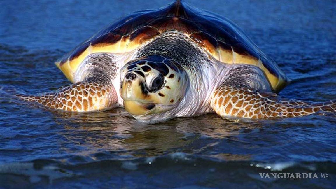 Más de 7 mil caguamas murieron en el sexenio de FCH