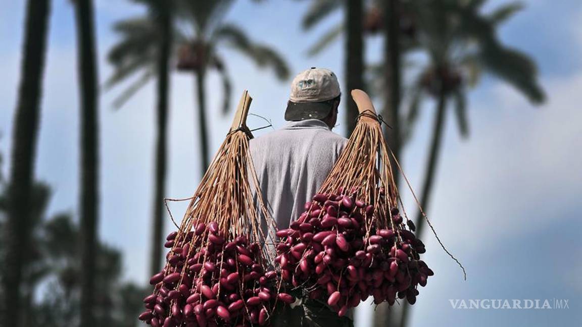 Dátiles, frutos benditos