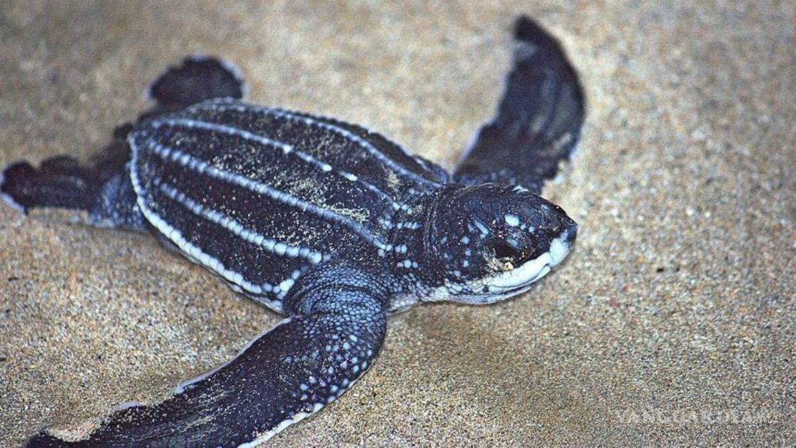 Encuentran primer nido del año de la tortuga marina tinglar