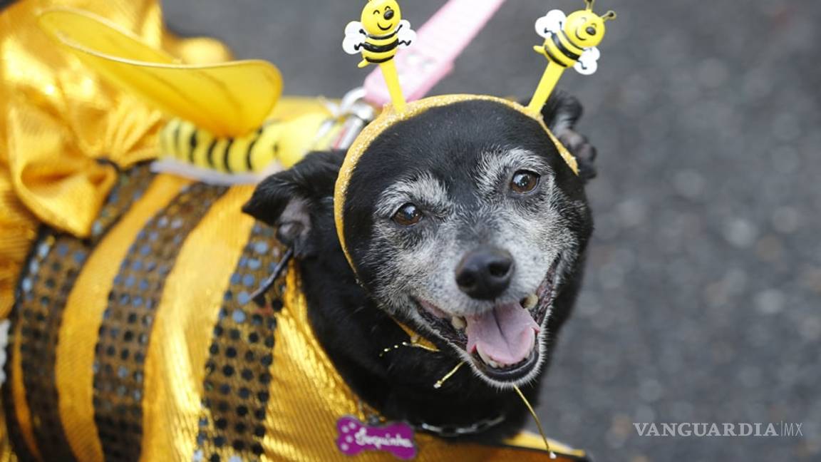 Los perros también celebran el carnaval en Río de Janeiro