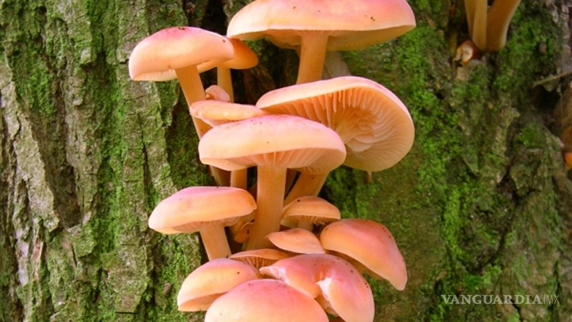 Descubren las claves sobre el hongo que mata a miles de ranas