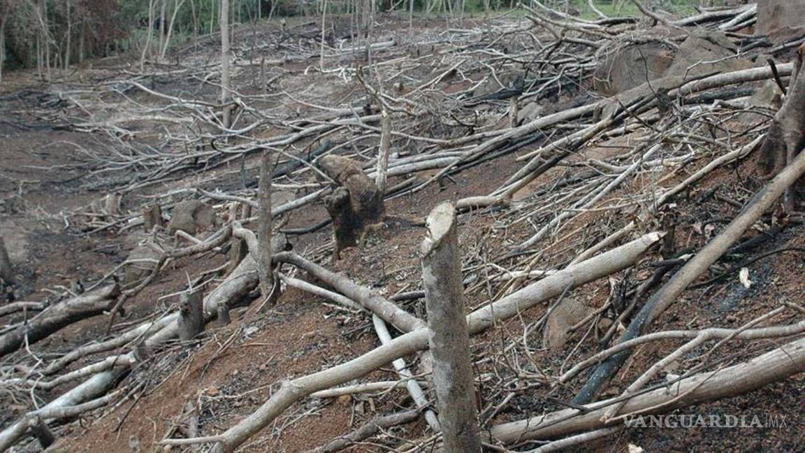 México, entre países con mayor deforestación del mundo