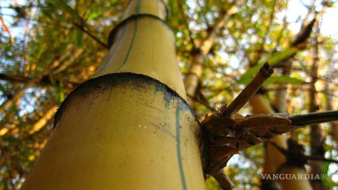 Bambú, nuevo acero natural contra la erosión y desbordes ribereños