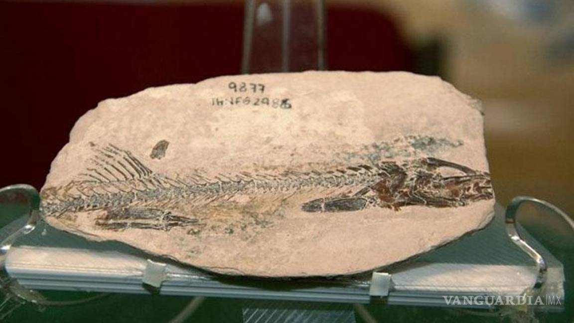 `Sapperichthys chiapanensis', el pez que vivió hace 90 millones de años ...