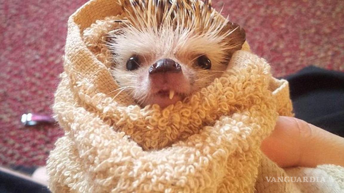 Norman, el tierno puercoespín que con su único diente le sonríe a Instagram