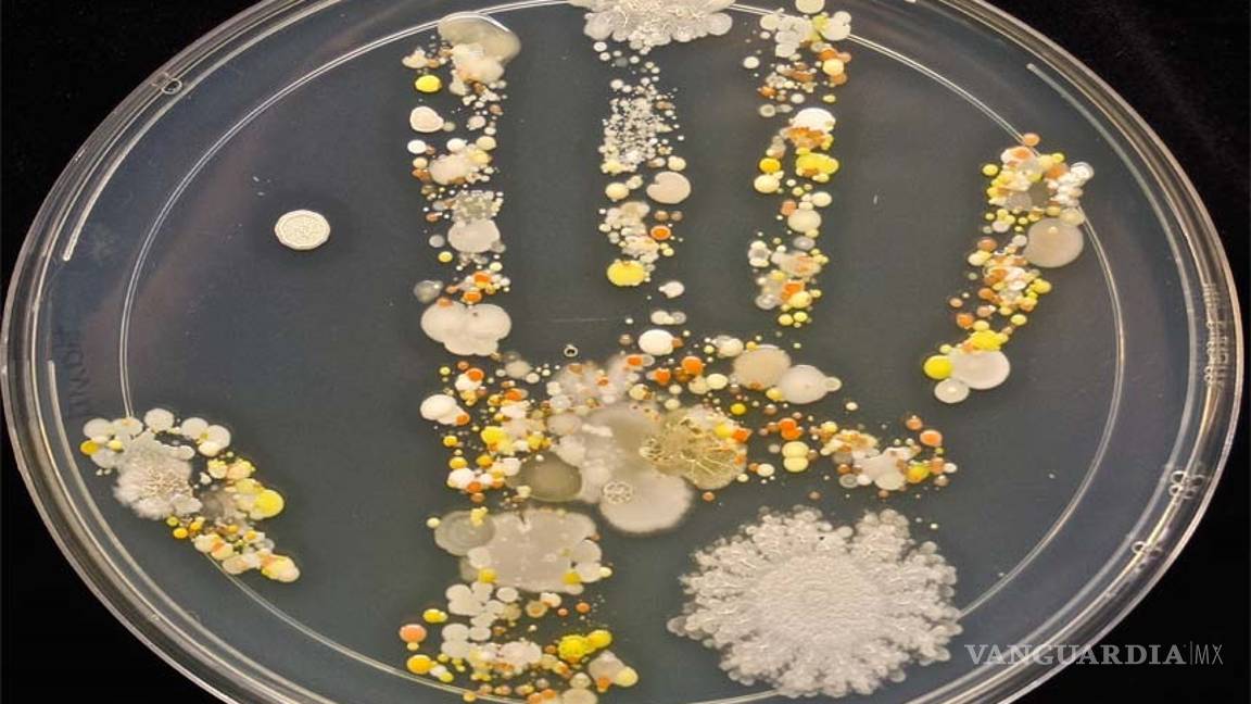 ¡Las bacterias de sus manos!