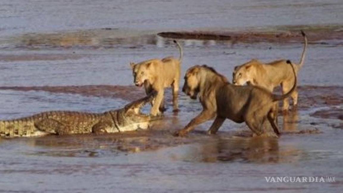 Cocodrilo y tres leones luchan a muerte por comida
