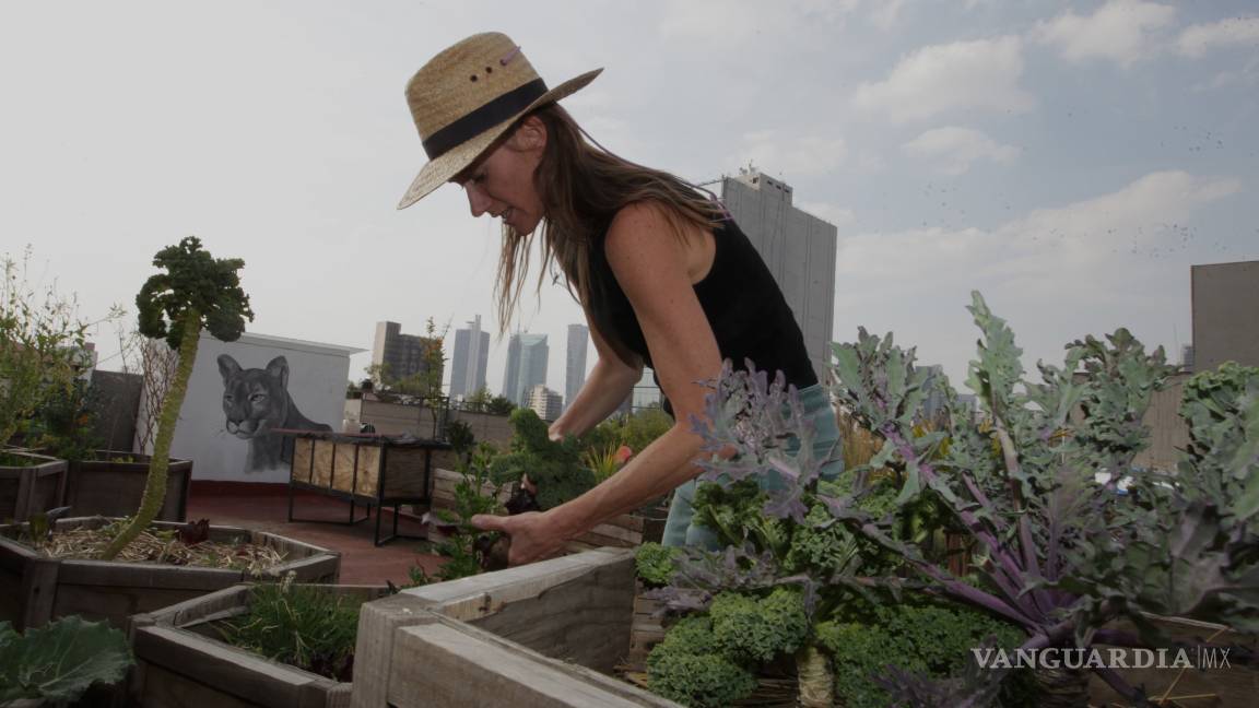Huertos urbanos, pequeños pulmones que respiran en las azoteas de la Ciudad de México
