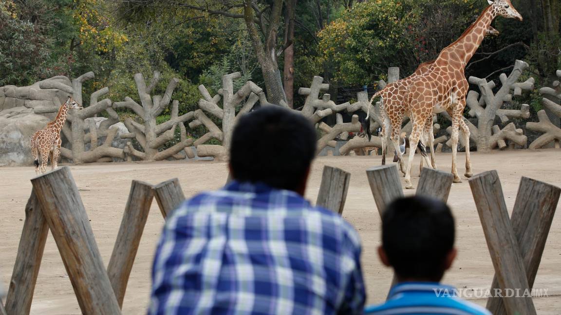 Jirafa bebé nueva inquilina del zoológico de Chapultepec busca que le pongas un nombre