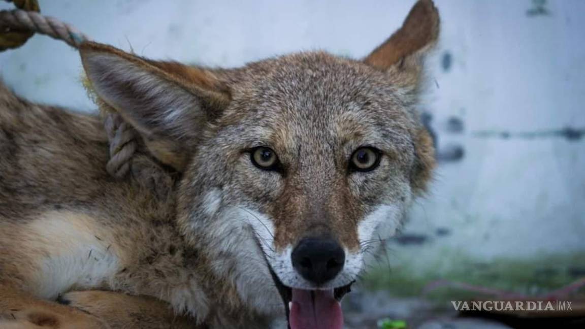 Dos semanas cazando en los callejones de Saltillo al ‘perro güero ...