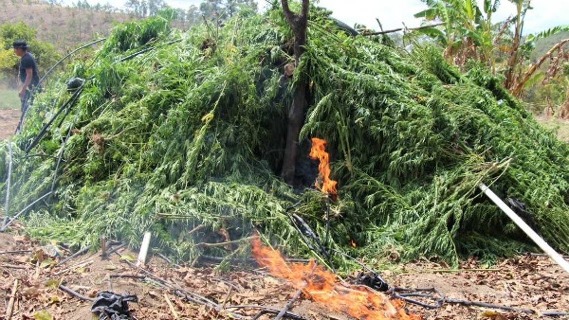 Incineran más de 20 mil plantas de droga en Oaxaca