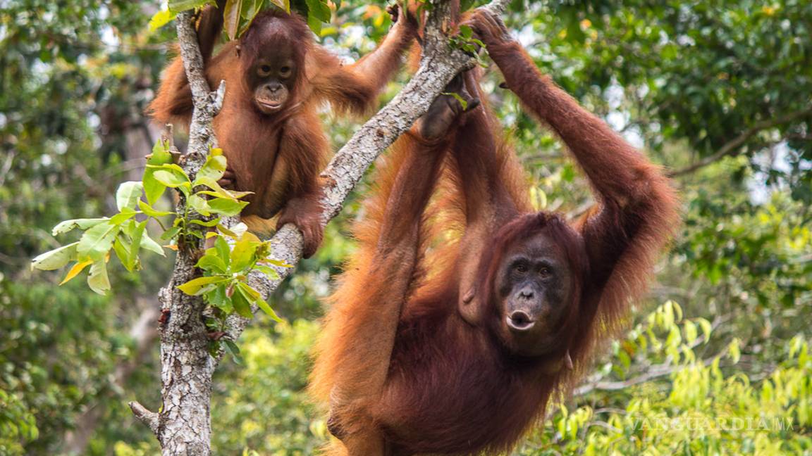 Cuatro especies de simios están a punto de extinguirse debido a la caza ...
