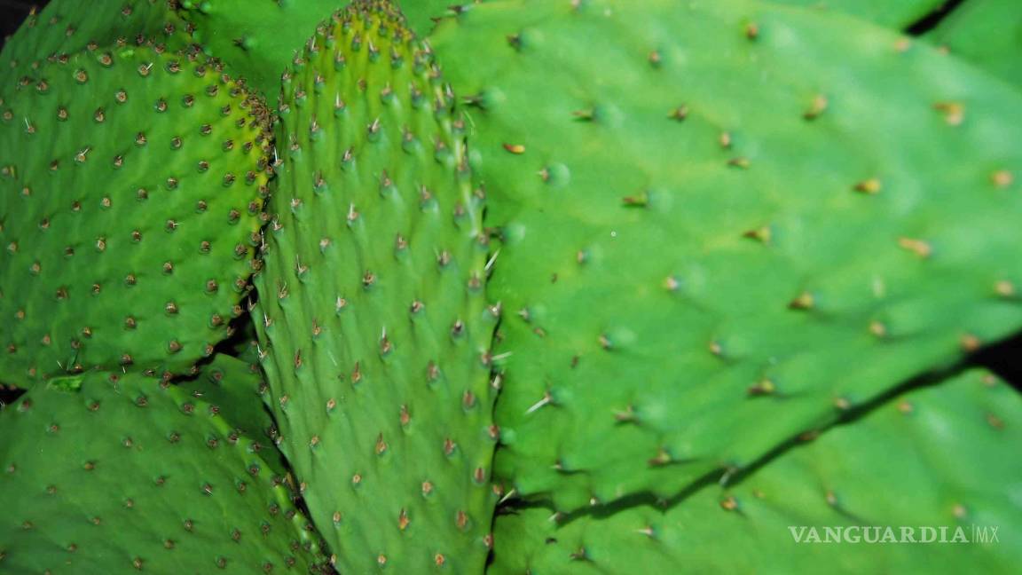 Bioplástico hecho de nopal mitigaría contaminación ambiental