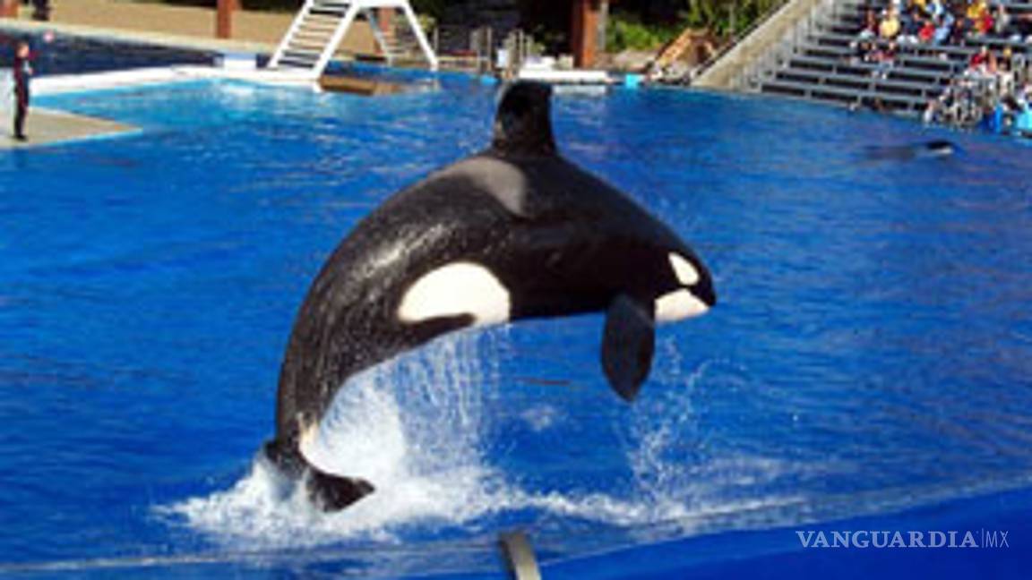 Orca de SeaWorld mató a su entrenadora