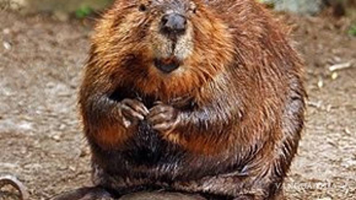 Encuentran especie de castores en peligro de extinción
