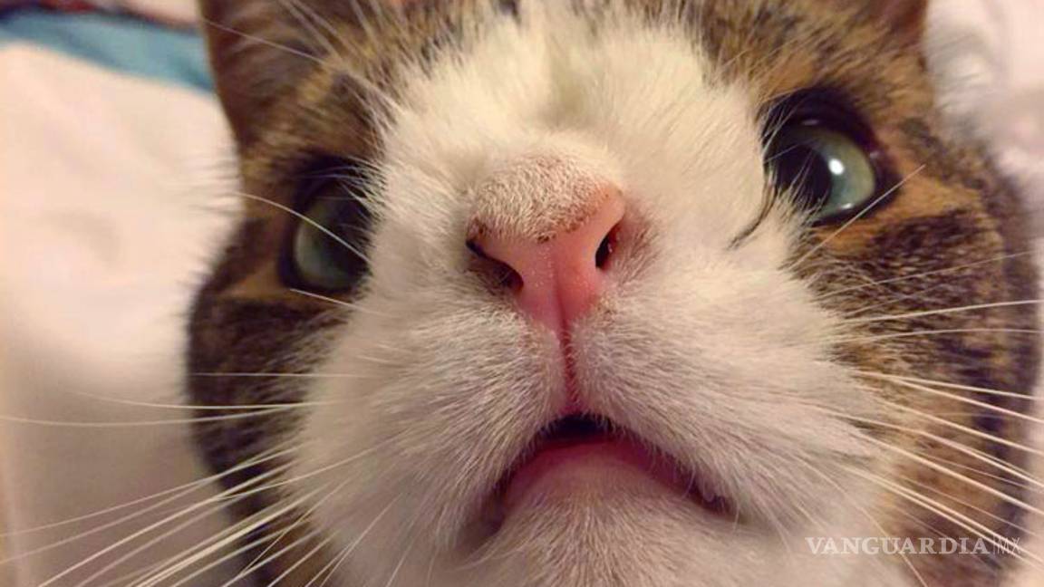 Monty, el gatito con síndrome de Down que enamoró a Facebook