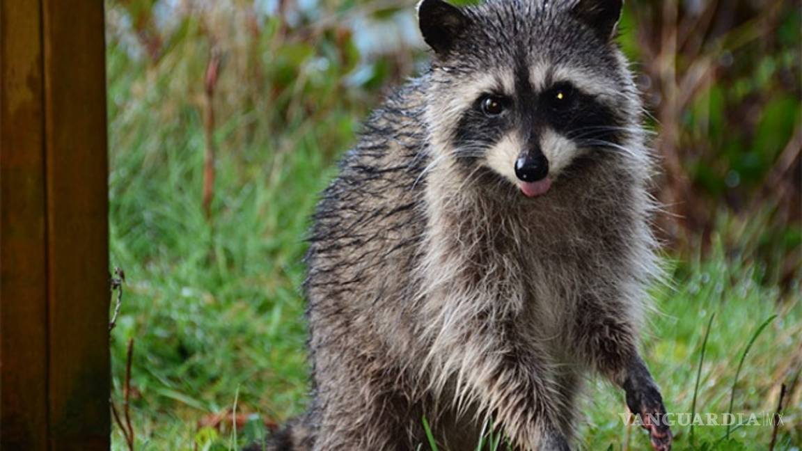 Nueva York está siendo invadida por mapaches 'zombies'