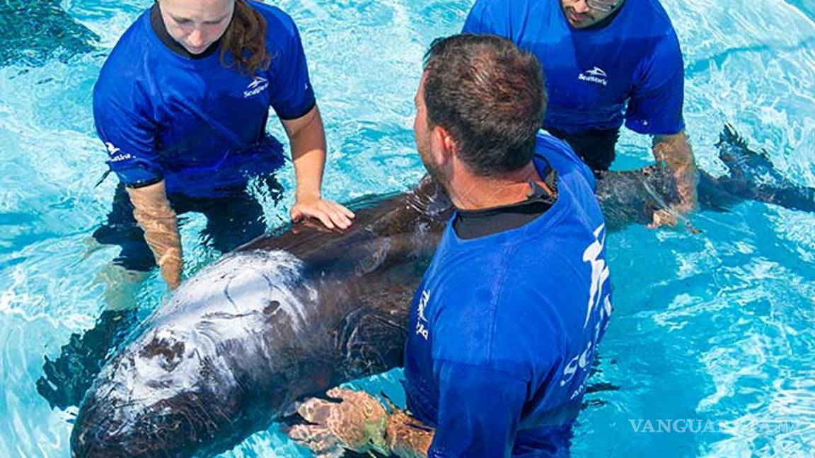 Ballena encallada es rescatada por SeaWorld