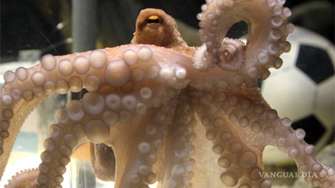 Pulpos viven boom como mascotas tras Mundial
