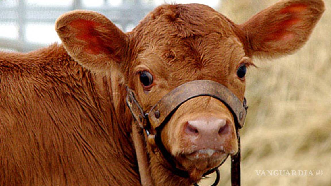 Vaca clonada produce leche materna