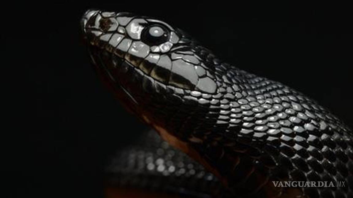 Hallan un veneno con un poder analgésico tan fuerte como la morfina