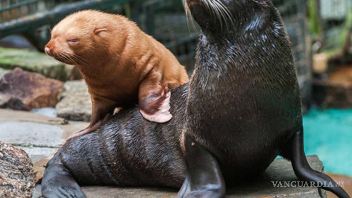 Nace oso marino albino