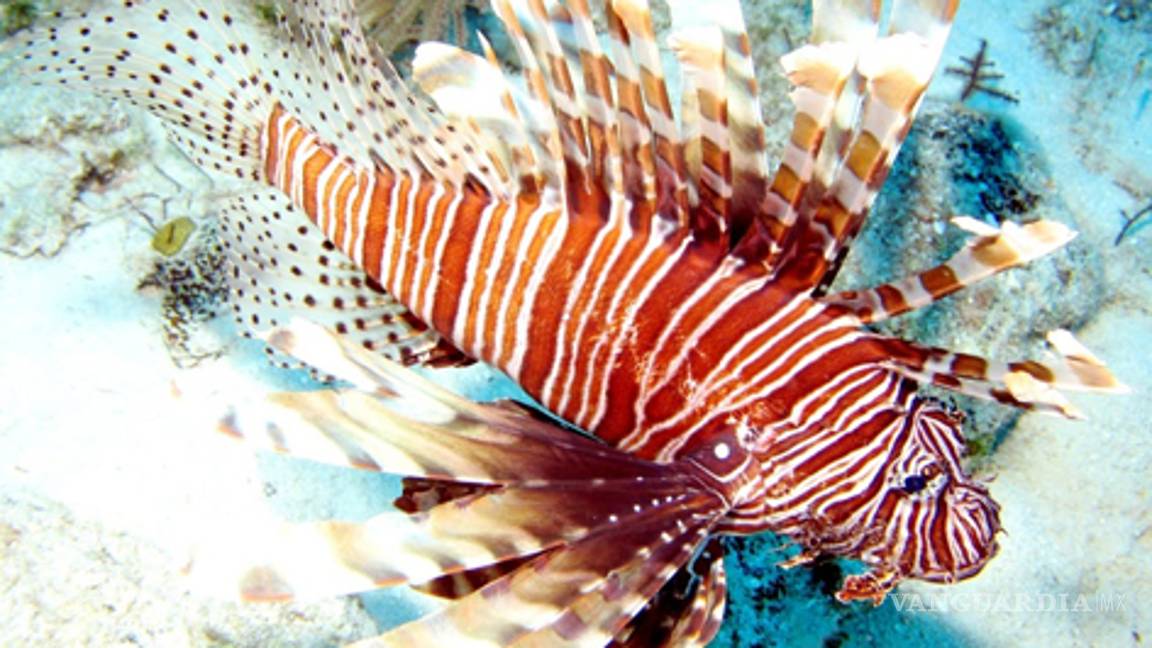 Confirman presencia del invasor pez león en Veracruz